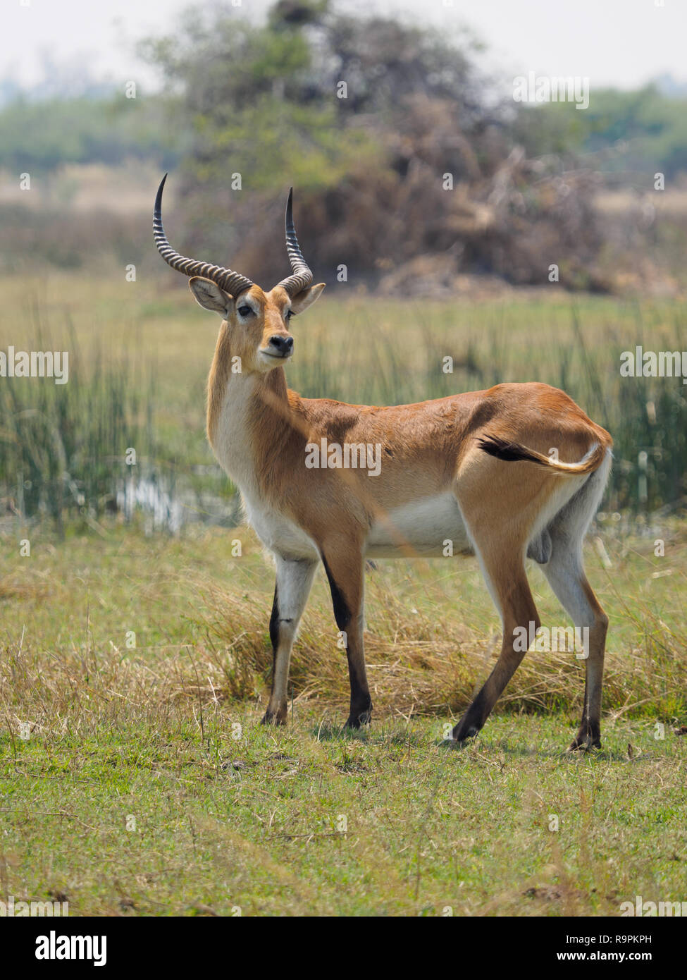 Lechwe antelope hi-res stock photography and images - Alamy