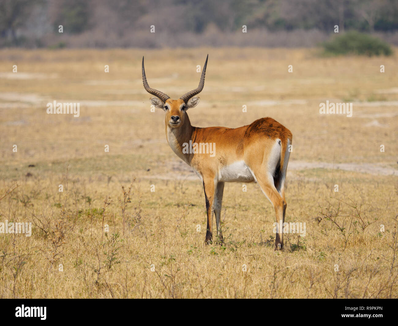 Red lechwe buck hi-res stock photography and images - Alamy