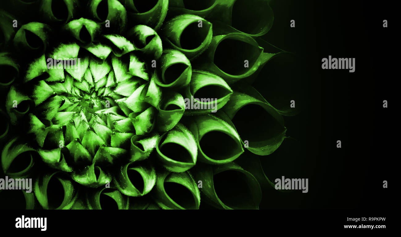 Details of intense green dahlia flower macro photography. Low key photo ...