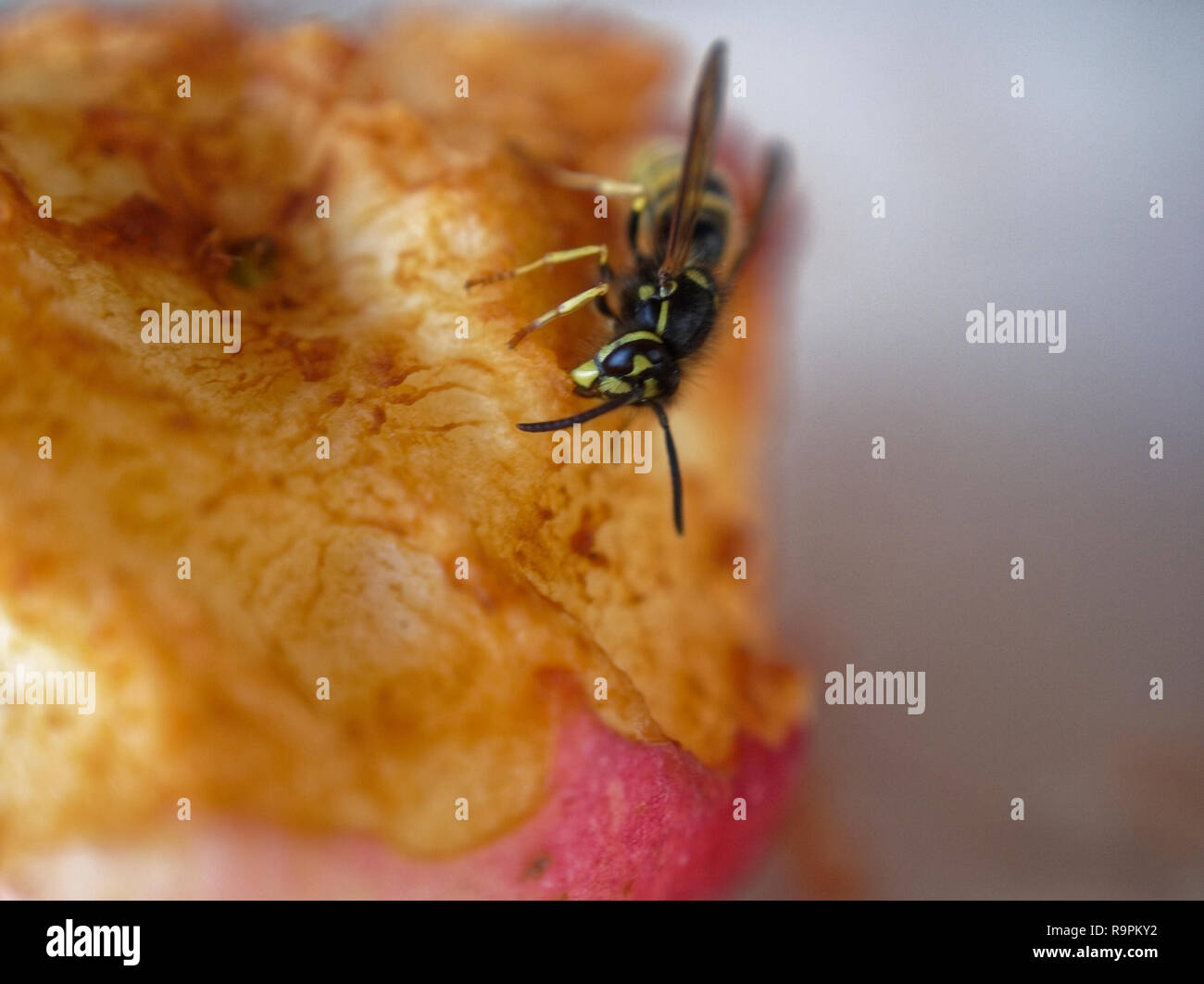 Wasp eating fruit hi-res stock photography and images - Alamy