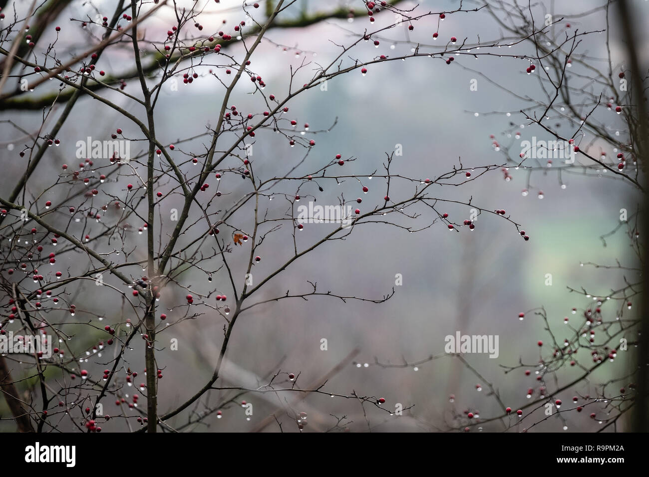 red berries in the trees with dew Stock Photo - Alamy