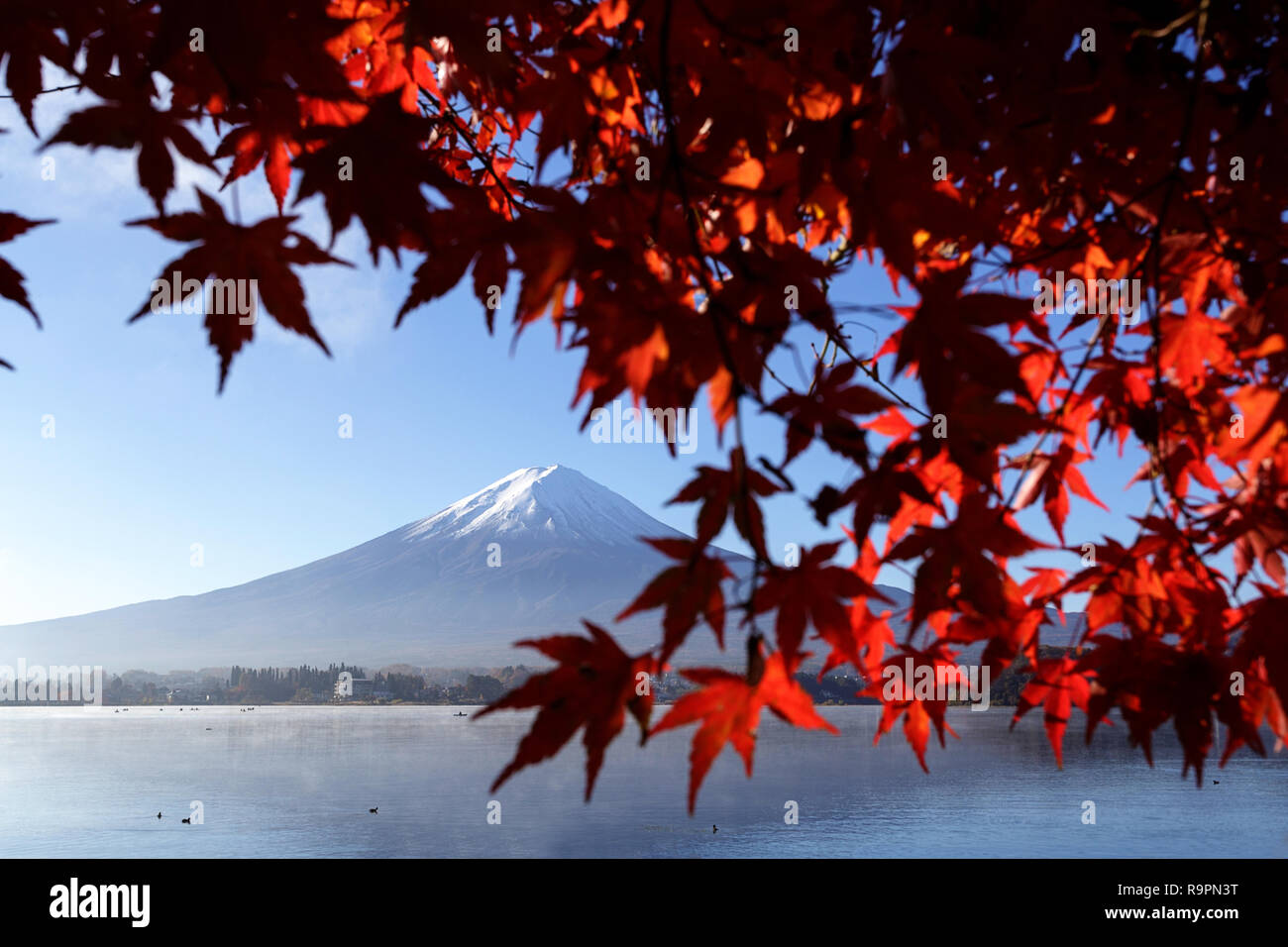 Mt fuji autumn foliage lake hi-res stock photography and images - Alamy