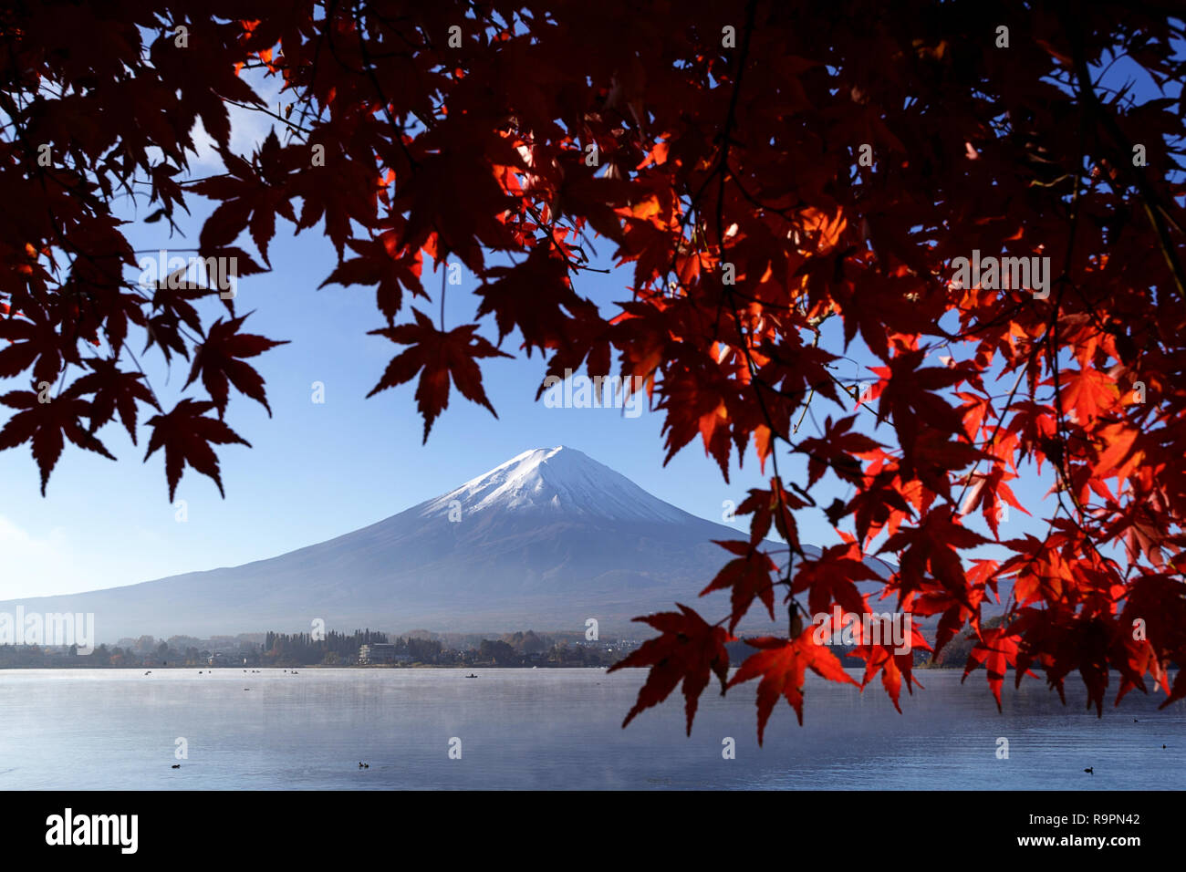 Mt fuji autumn foliage lake hi-res stock photography and images - Alamy