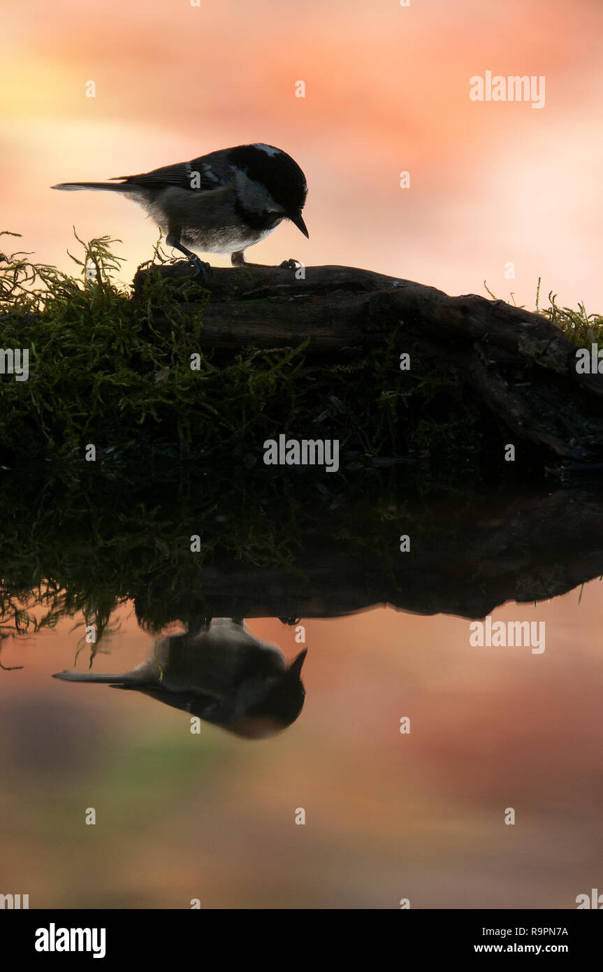 Coal tit (Periparus ater), Backlight and bird reflection Stock Photo ...