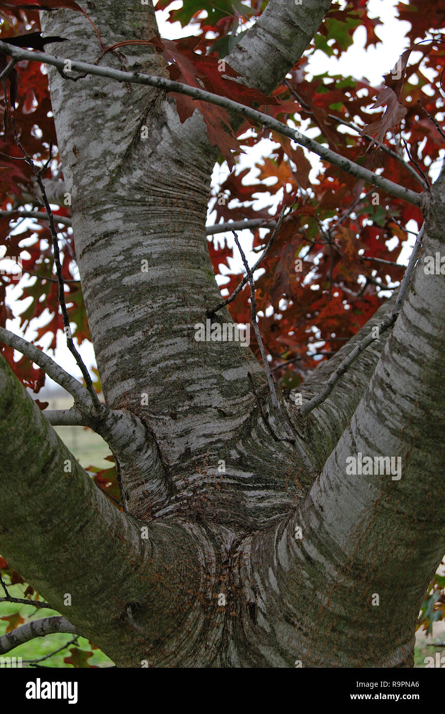 White bark tree branches with red leaves in late fall Stock Photo - Alamy
