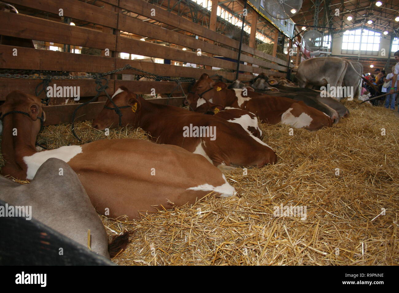 Dexter cattle show hi-res stock photography and images - Alamy