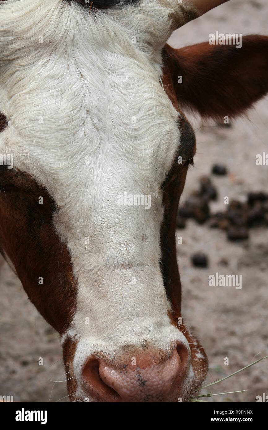 Cow slaughter hi-res stock photography and images - Alamy