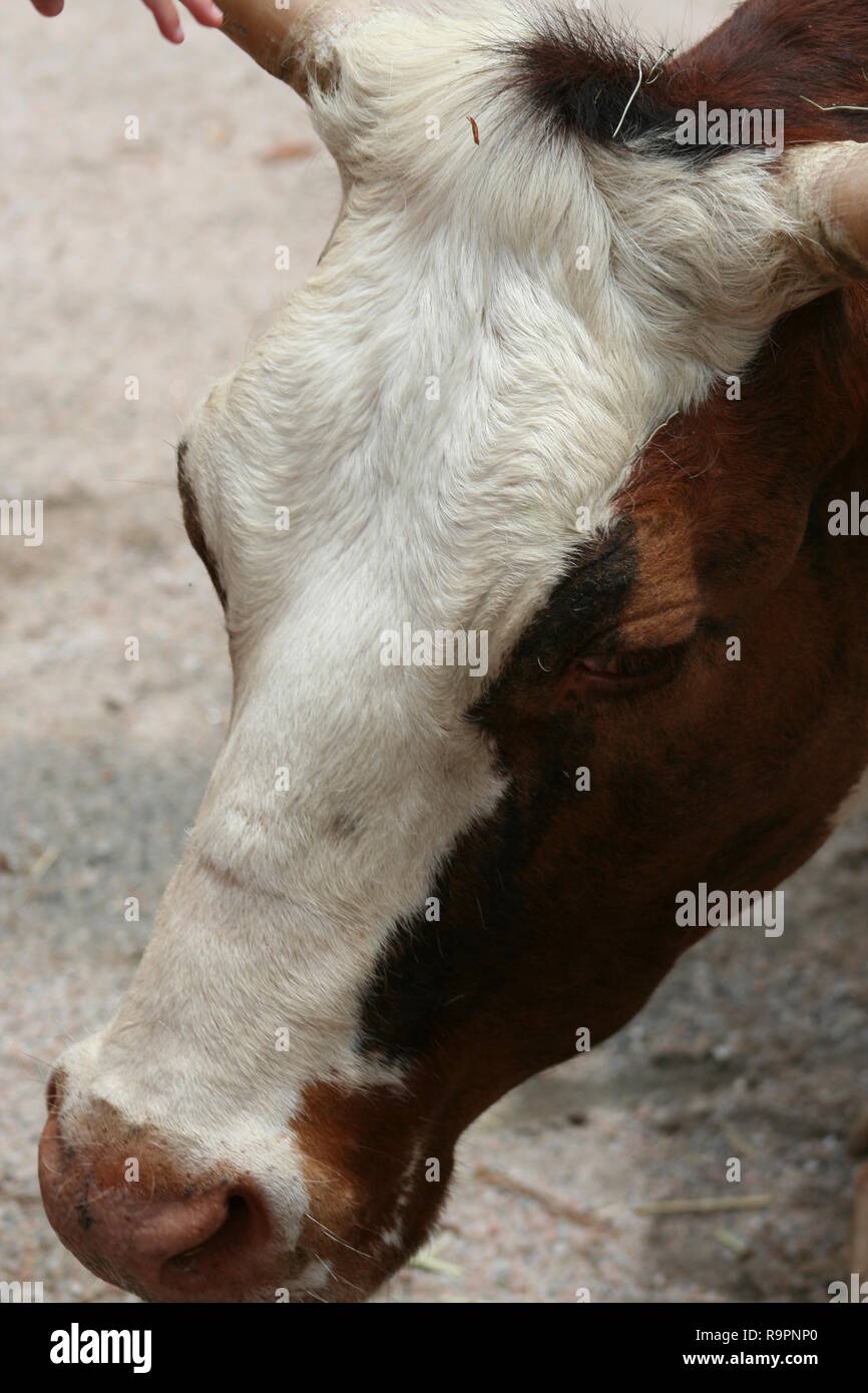 Slaughter house cow hi-res stock photography and images - Alamy