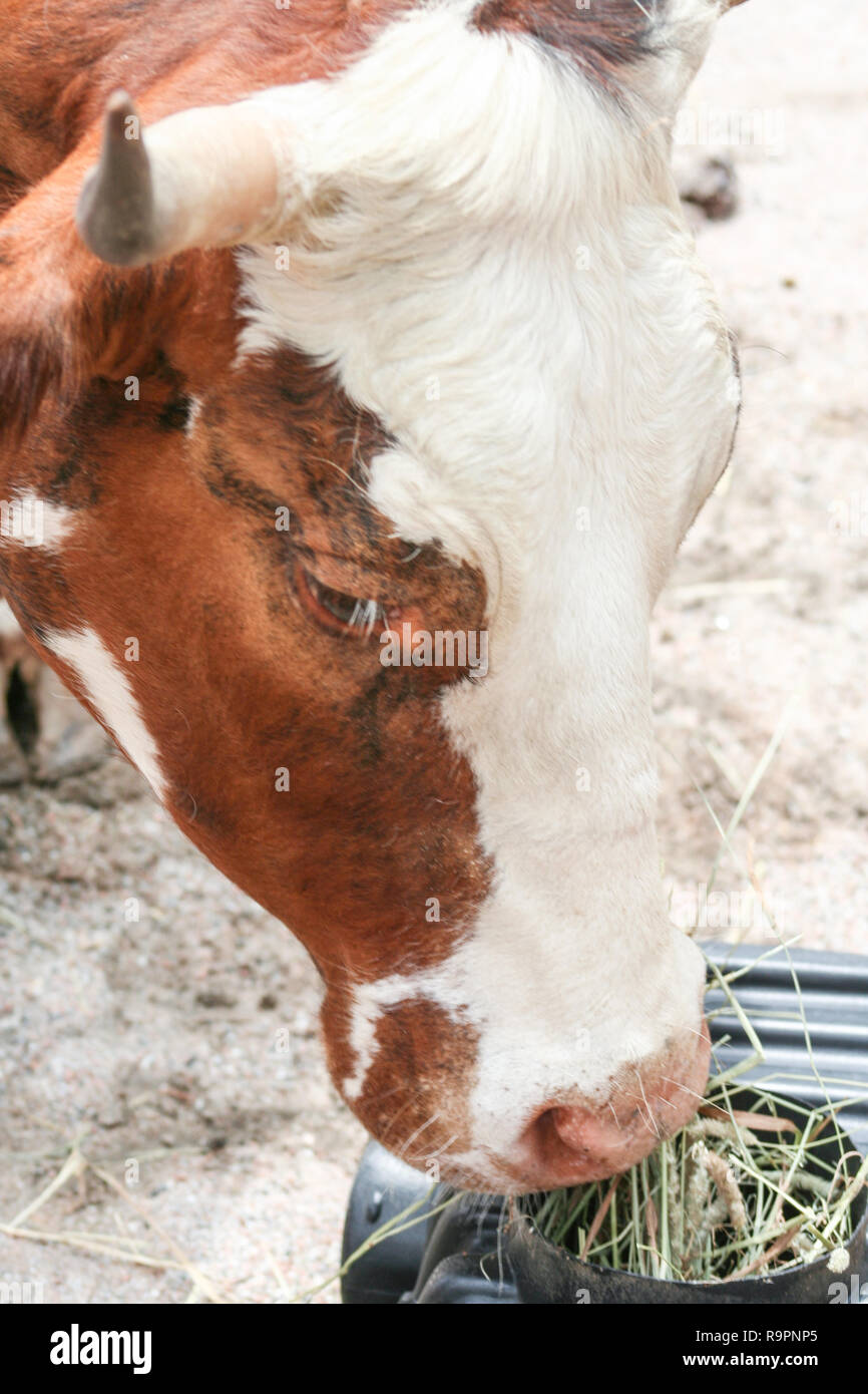 Farmer house with cattle hi-res stock photography and images - Alamy