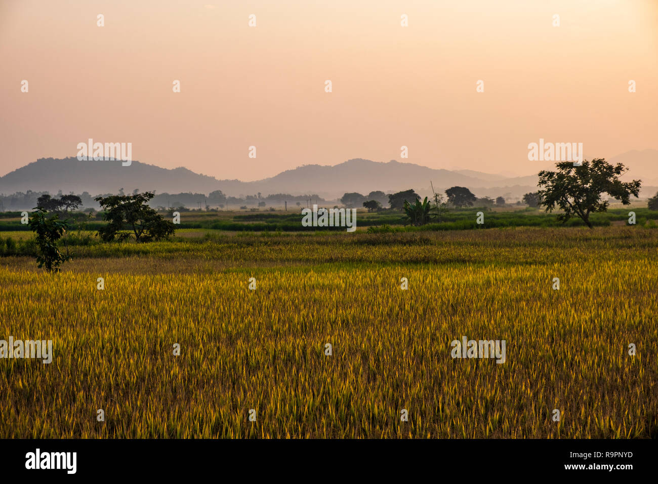 Rice field in Orissa Stock Photo - Alamy