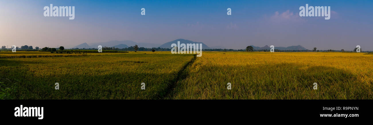Rice field in Orissa Stock Photo - Alamy