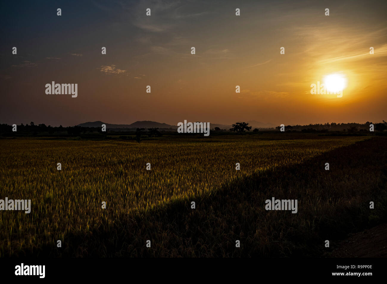 Rice field in Orissa Stock Photo - Alamy