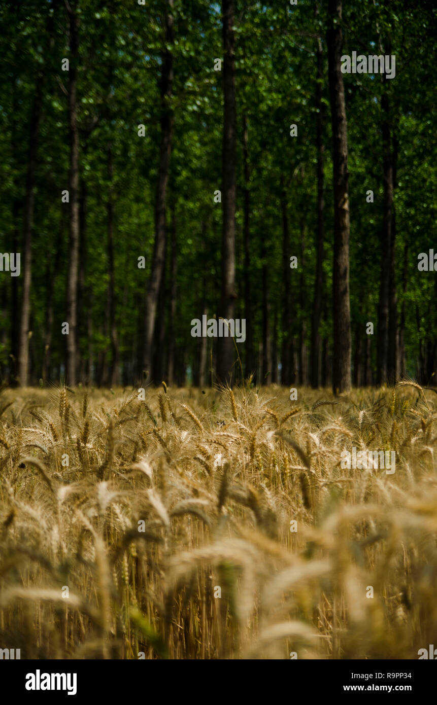 Rice paddy in Uttarakhand Stock Photo - Alamy