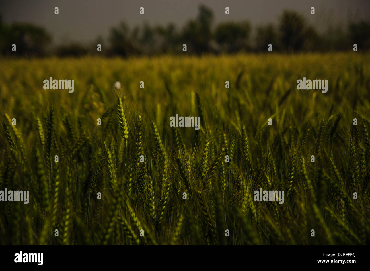 Rice paddy in Uttarakhand Stock Photo - Alamy