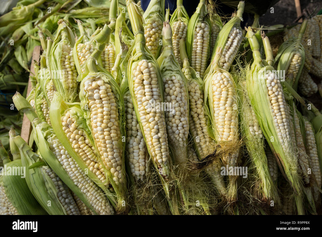 Large corn cobs hi-res stock photography and images - Alamy