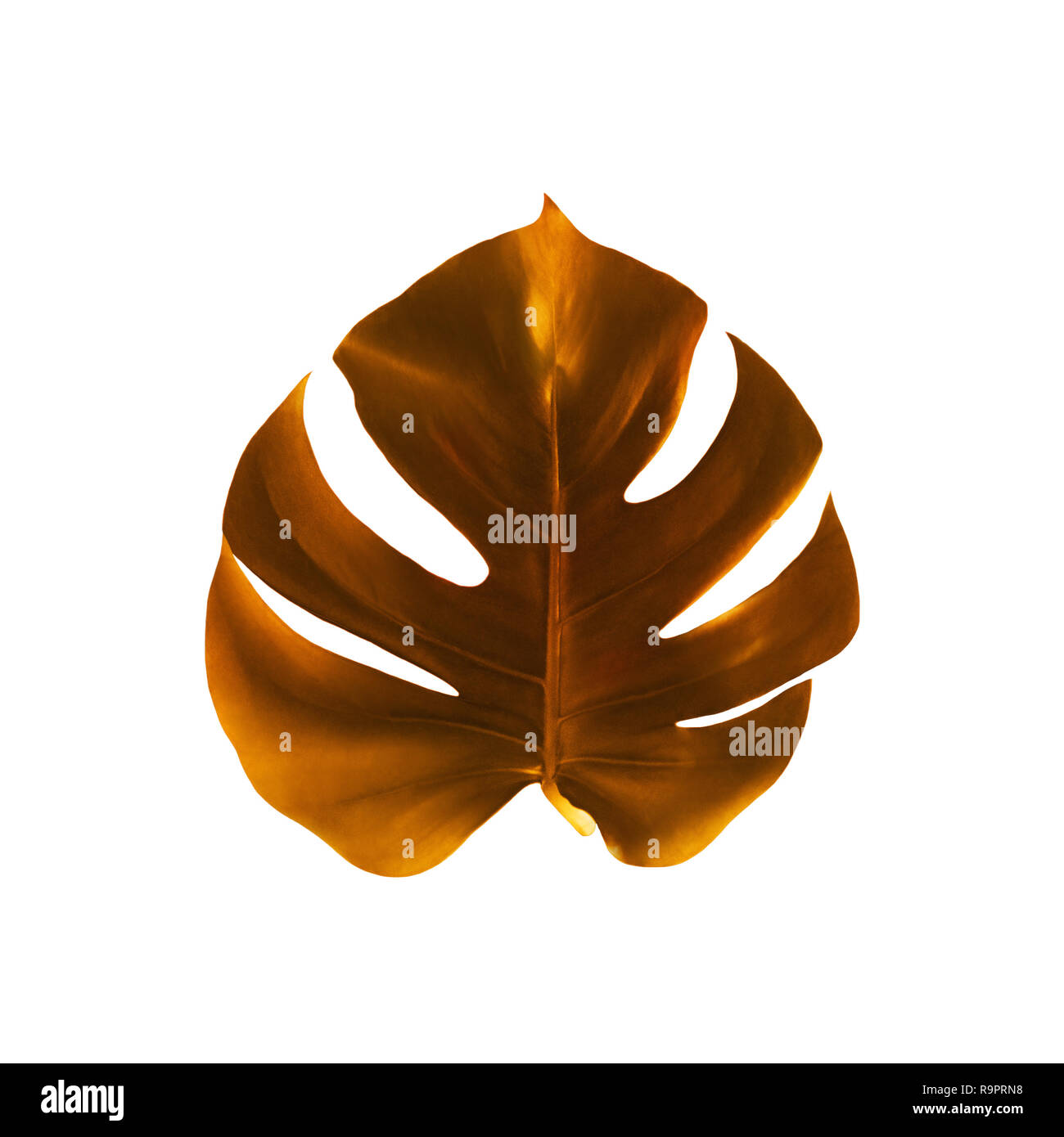Big gold monstera isolated on white background Stock Photo - Alamy
