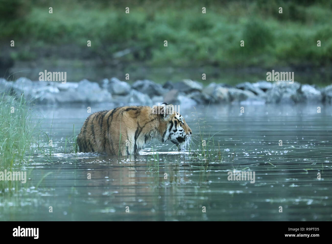 The Siberian tiger the largest tiger - Panthera tigris amurensis Stock ...