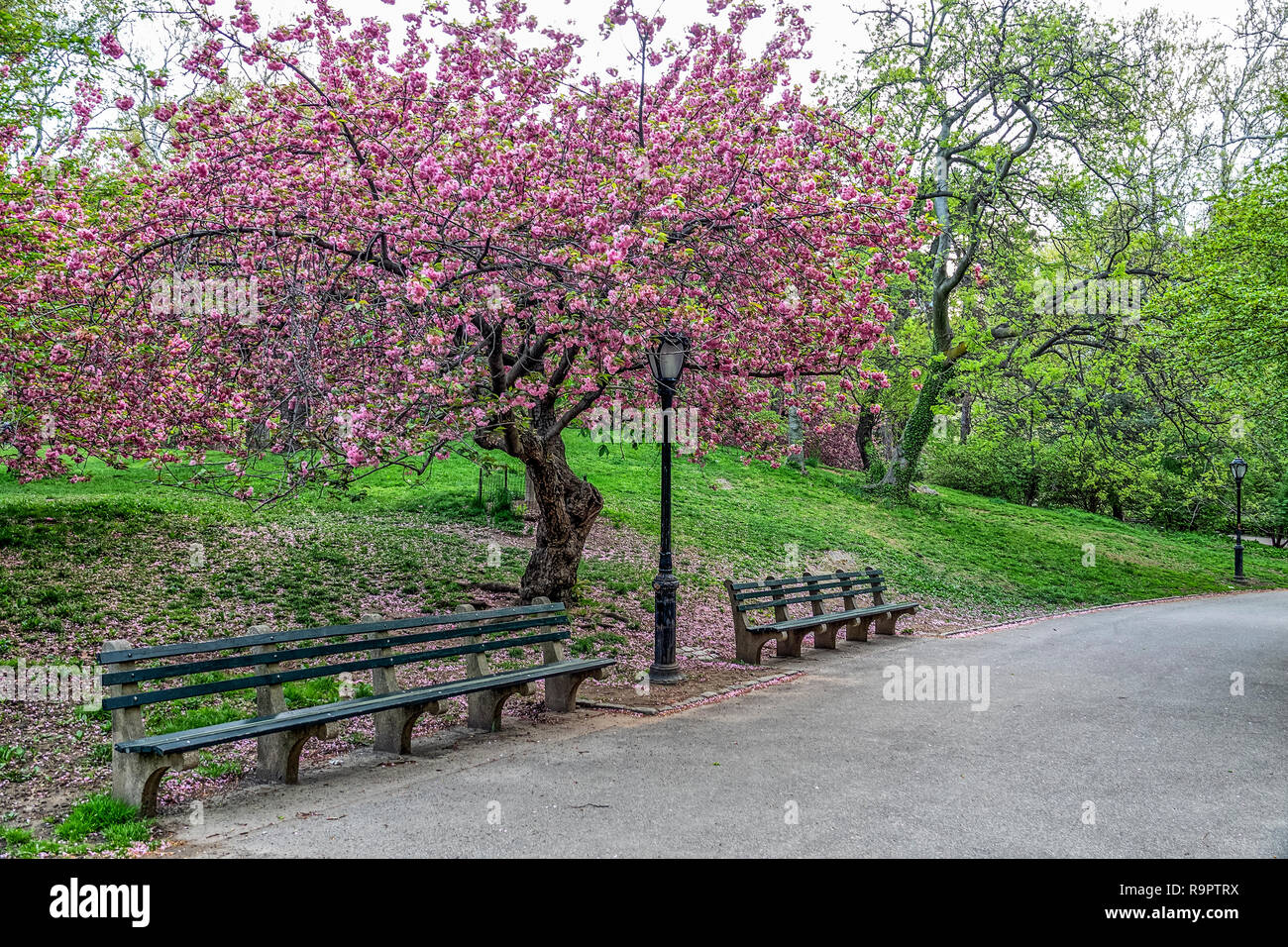 Central Park, Manhattan, New York City in spring Stock Photo - Alamy