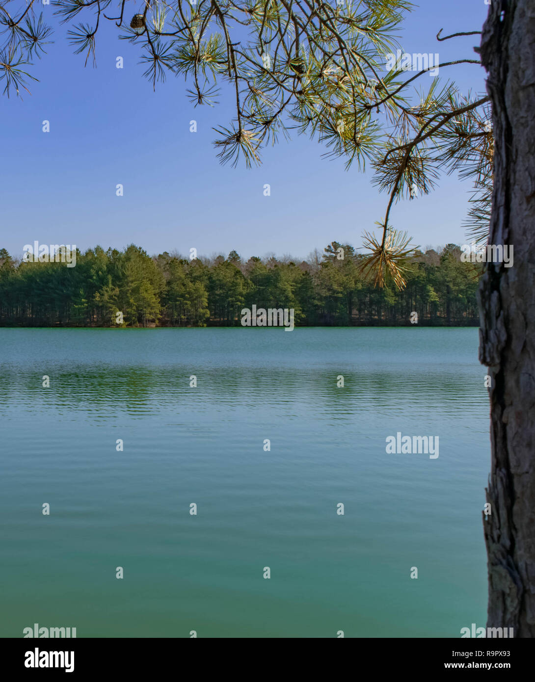 Lake through the trees hi-res stock photography and images - Alamy