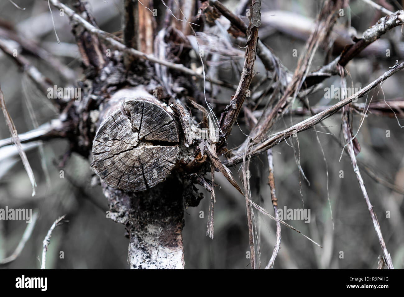 Dry cracked cut tree branch end with branches and twigs sprouting from ...