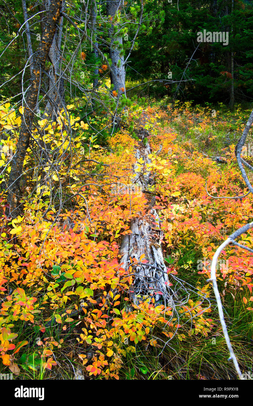 Yellowstone forest hi-res stock photography and images - Alamy