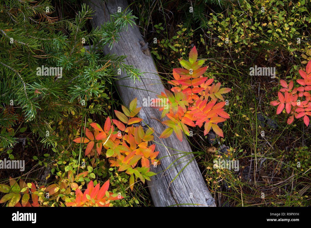 Yellowstone forest hi-res stock photography and images - Alamy