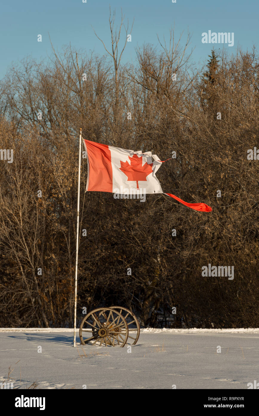 A ripped Canadian flag Stock Photo - Alamy