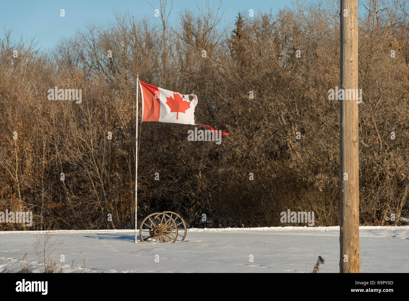 A ripped Canadian flag Stock Photo - Alamy