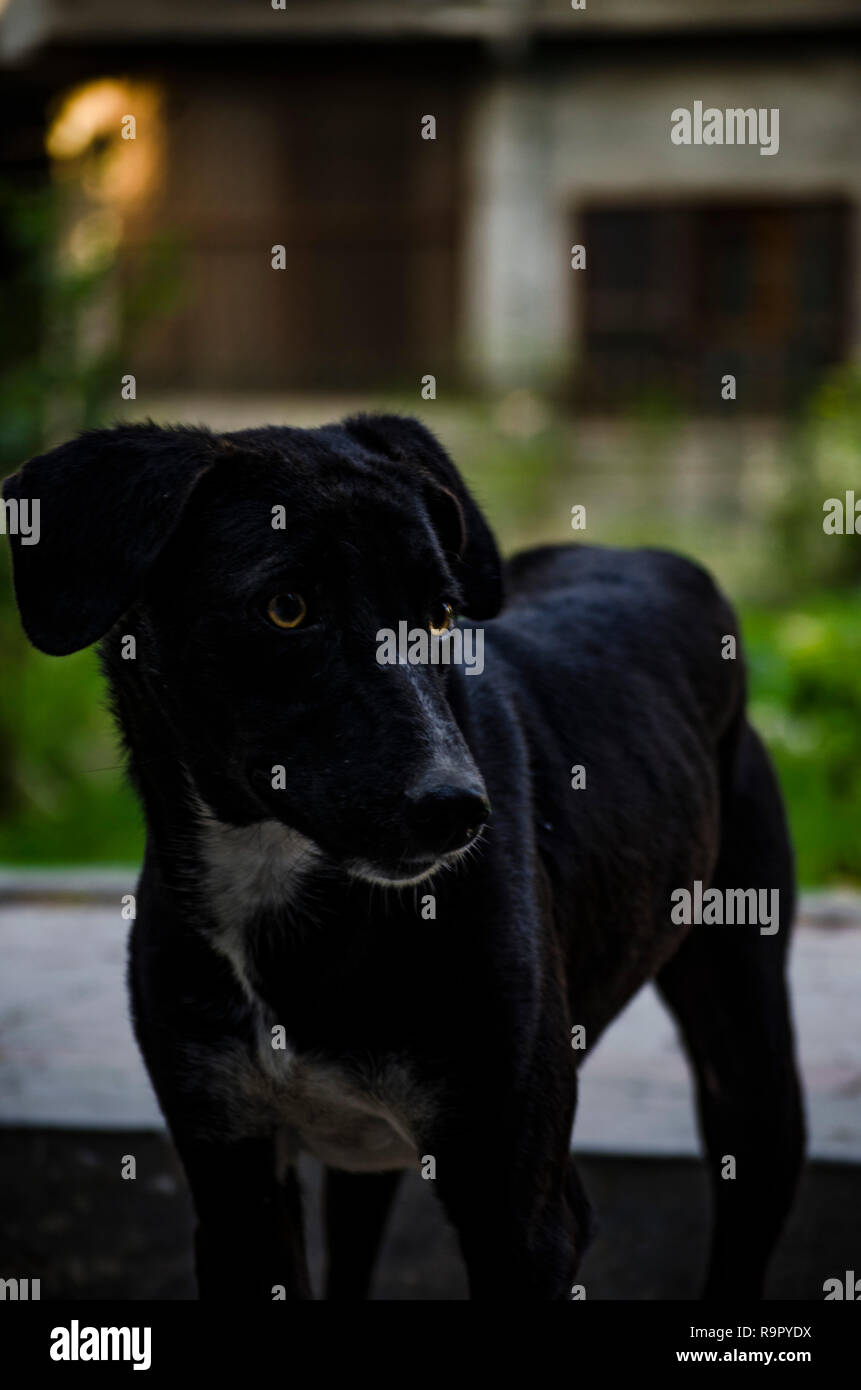 Feral dog hi-res stock photography and images - Alamy