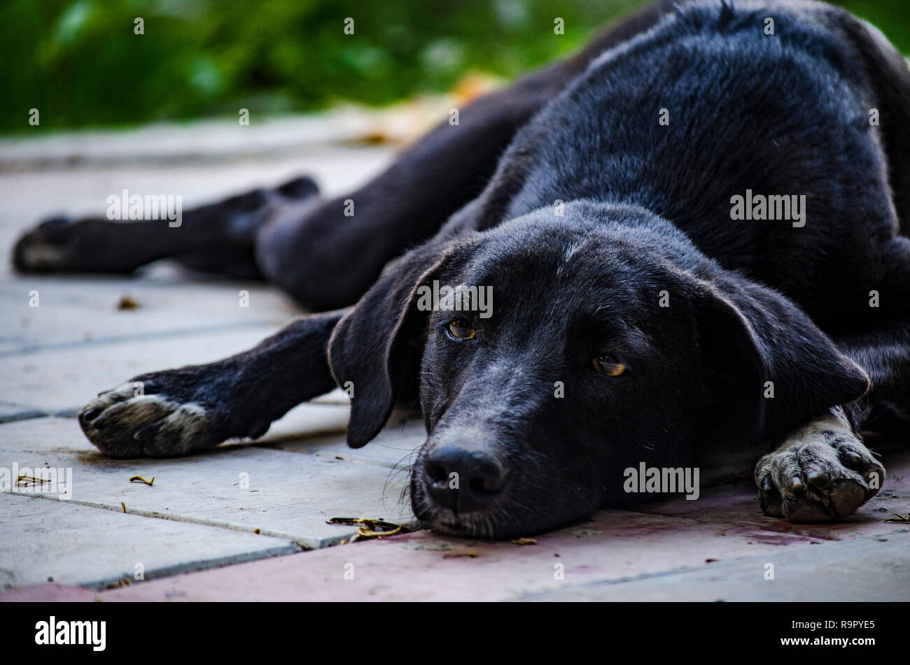 Feral dog hi-res stock photography and images - Alamy