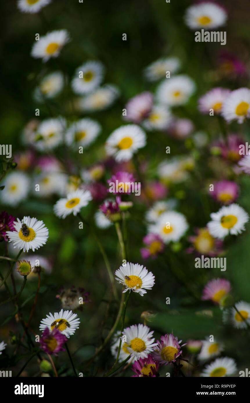 Colorful colourful daisy bed hi-res stock photography and images - Alamy