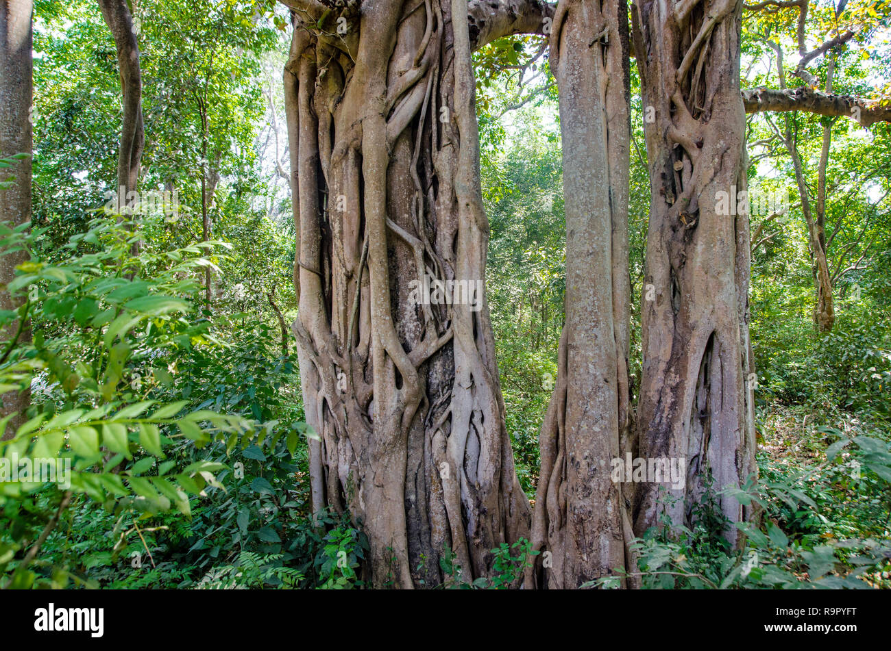 A strangler fig tree located in the Jim Corbett National Park Stock ...