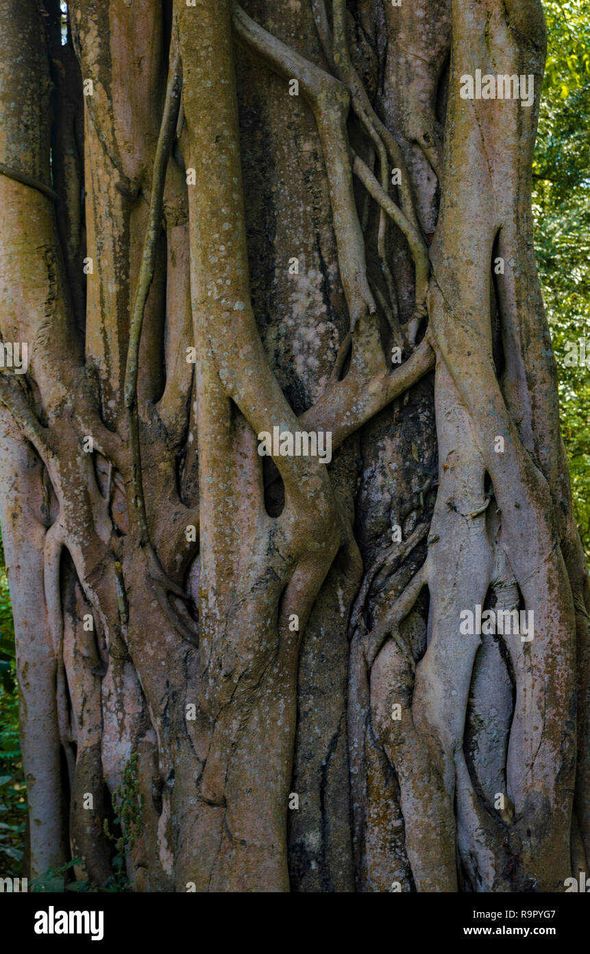 Strangling fig tree hi-res stock photography and images - Alamy