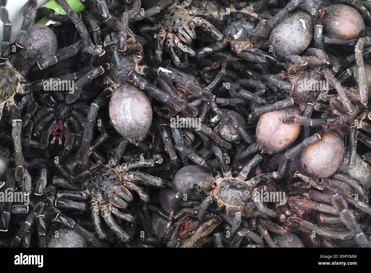Life tarantulas collected and sold to seller who will fried them as ...