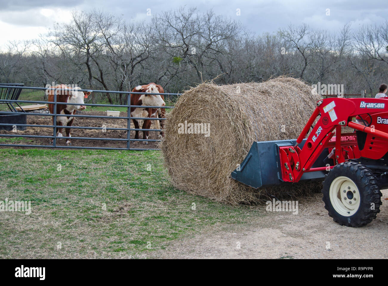Man on tractor moving round hay bail for cattle Stock Photo - Alamy