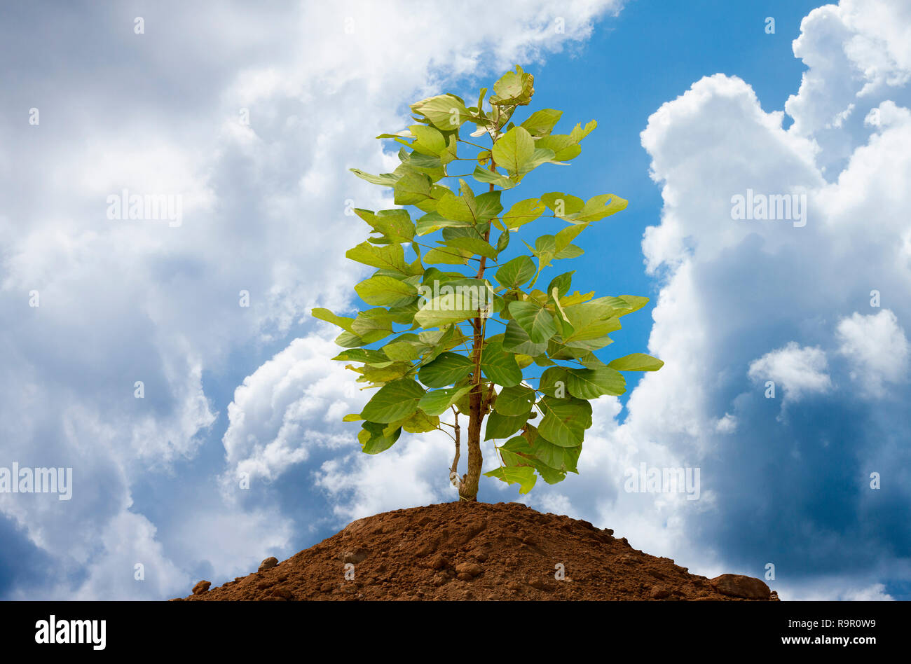 Trees on the soil on blue sky and white cloud Stock Photo - Alamy