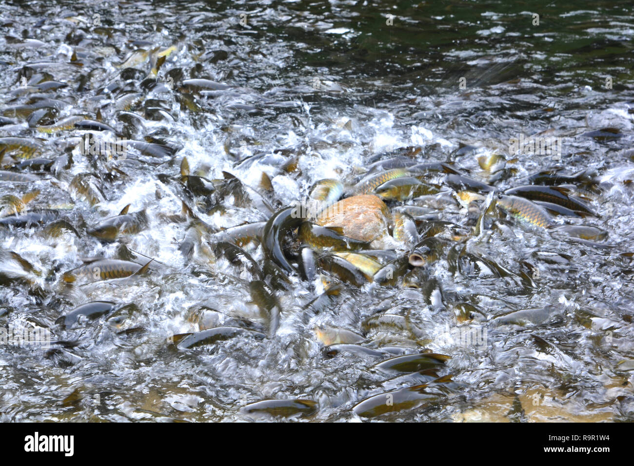 Mahseer fish hi-res stock photography and images - Alamy Mahseer fish hi-res stock photography and images - Alamy