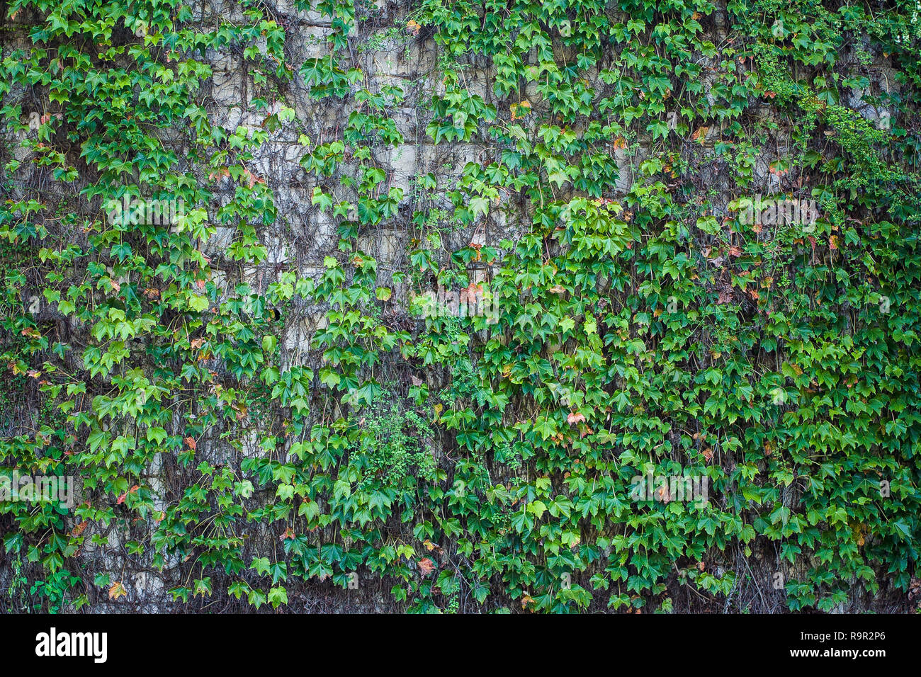 Ivy on the wall Stock Photo - Alamy