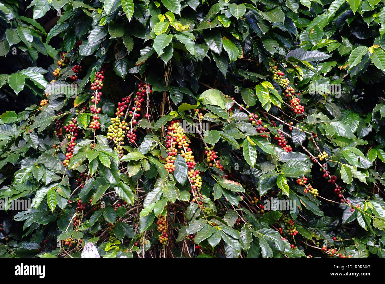 coffee bean on tree Stock Photo - Alamy