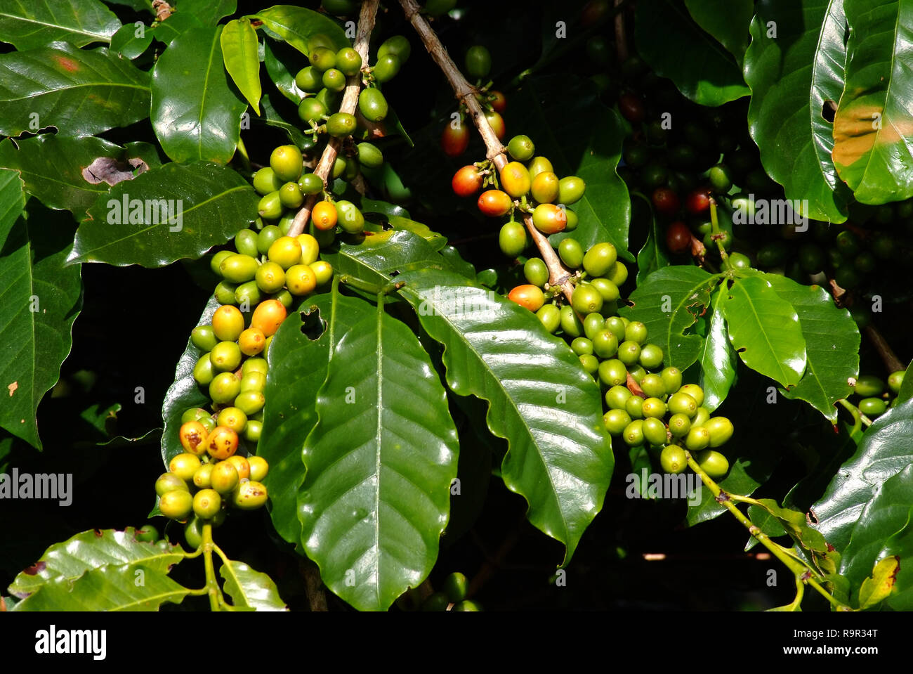 coffee bean on tree Stock Photo - Alamy