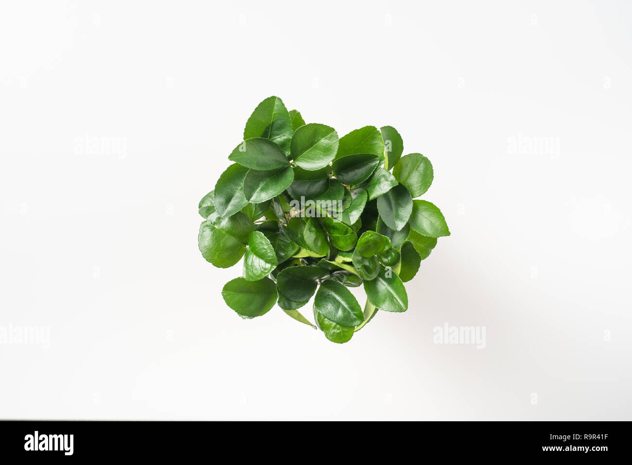 Design concept - Top view of small plant pot isolated on white ...