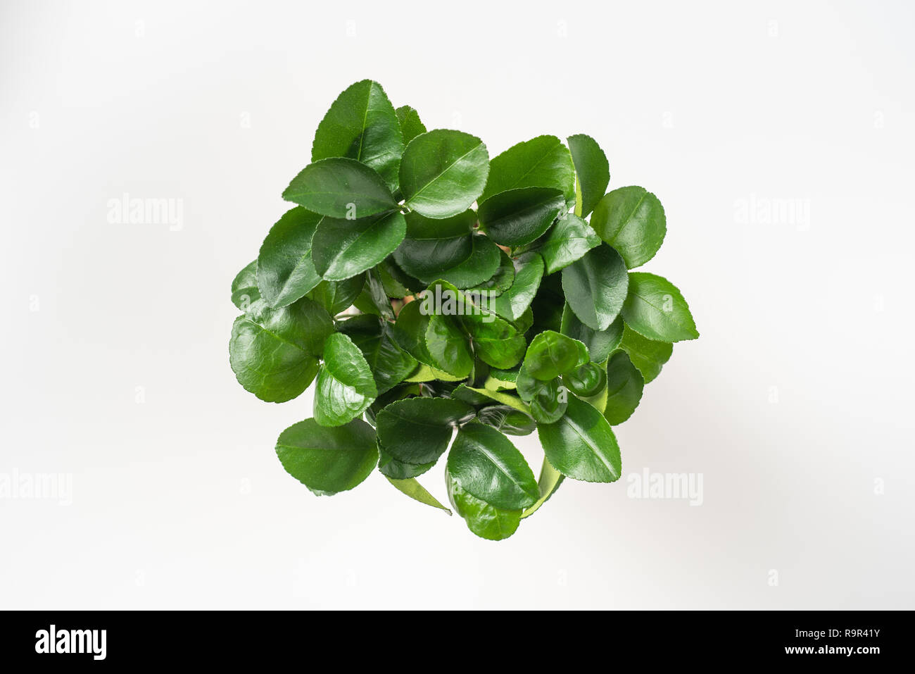 Design concept - Top view of small plant pot isolated on white ...