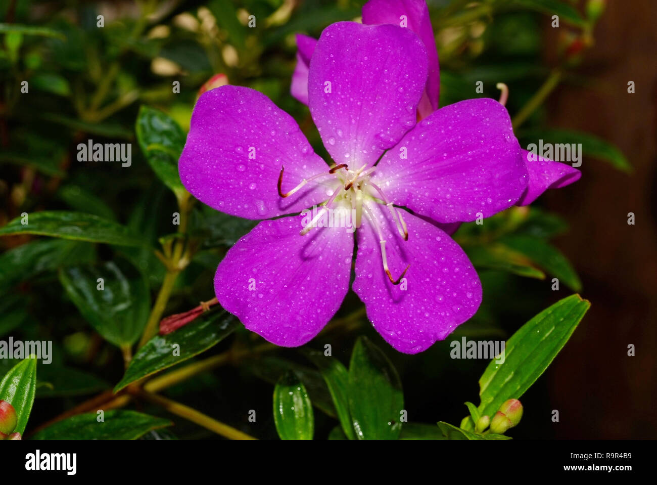 Brazilian melastomataceae hi-res stock photography and images - Alamy