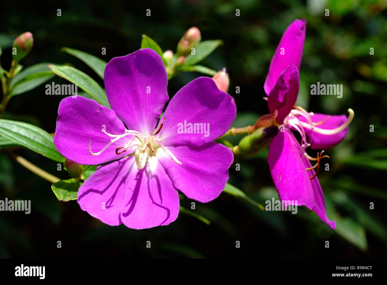 Tibouchina Urvilleana, Purple princess flower Stock Photo - Alamy