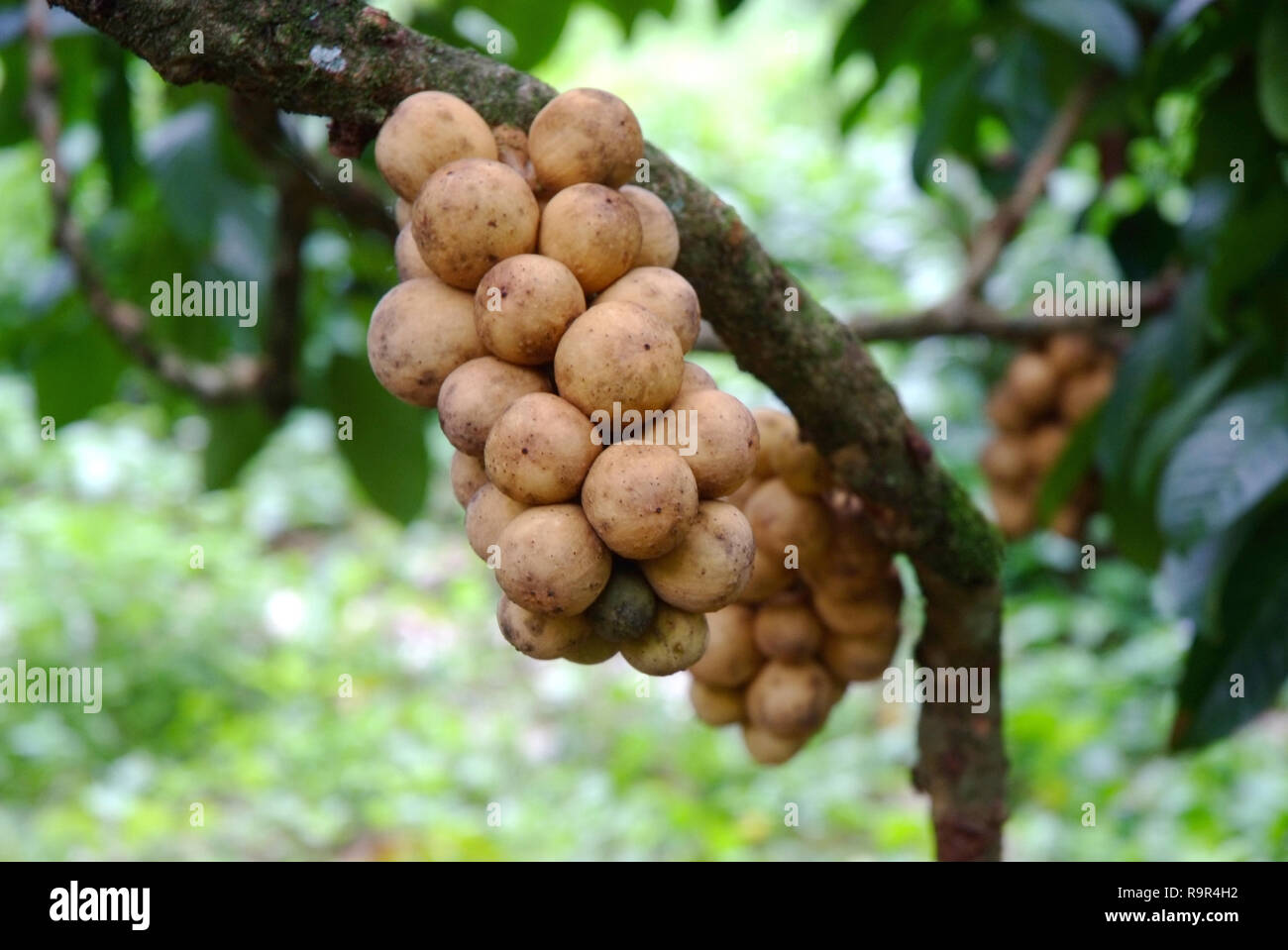 Langsat tree hi-res stock photography and images - Alamy