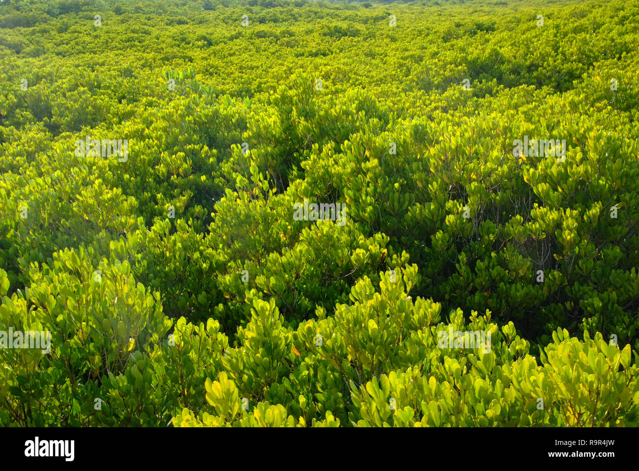 Thung prong thong hi-res stock photography and images - Alamy