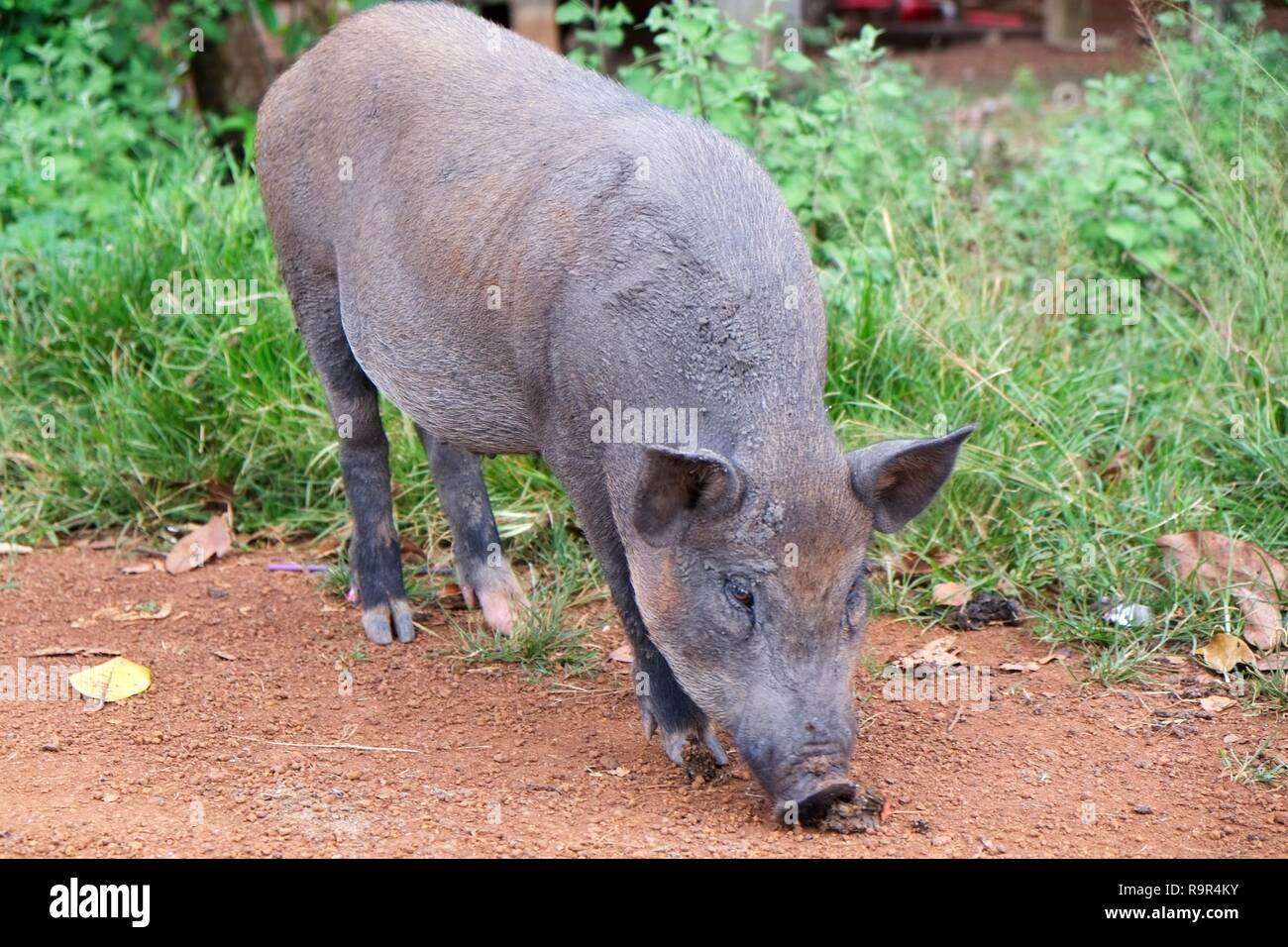 Black pig in Ratanakiri, Cambodia. The Krug & Brao people groups raised ...