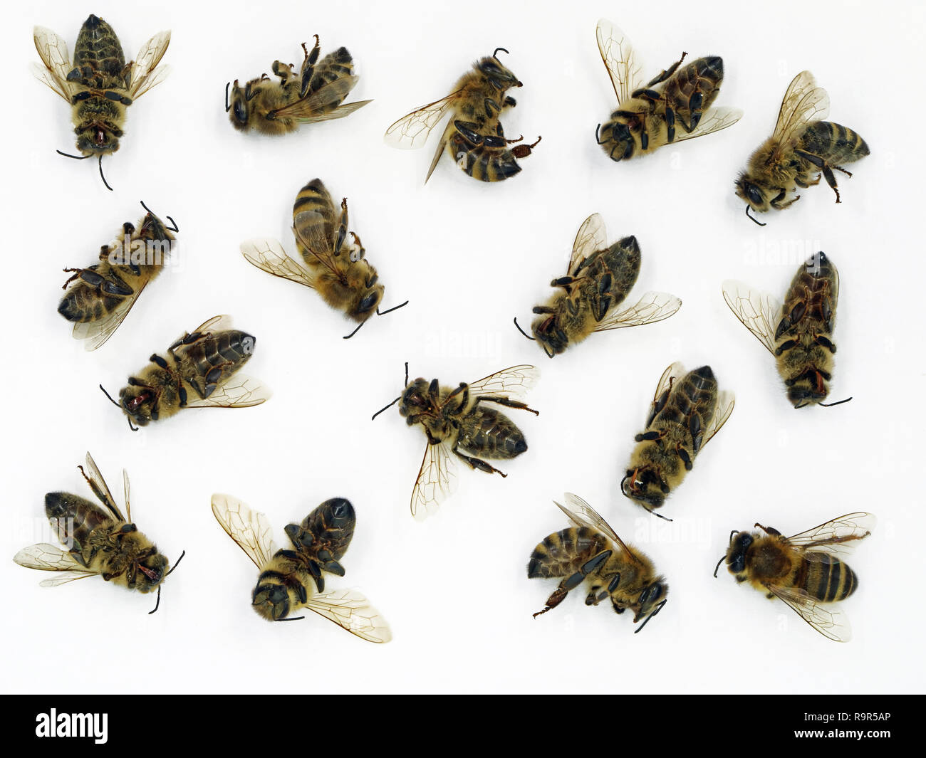 Close up of dead bees isolated on white background, concept of bees die ...