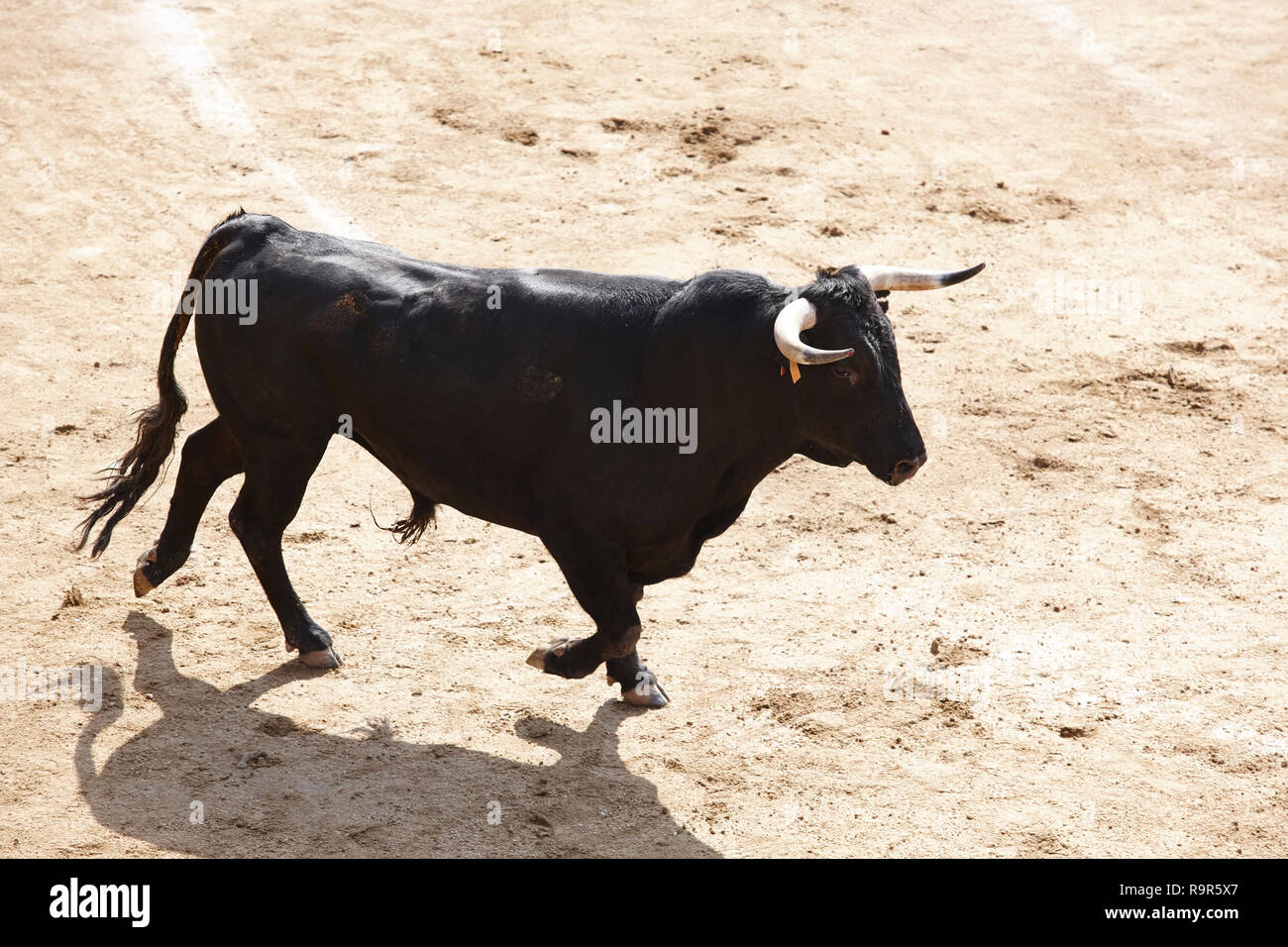 Fighting bull in the arena. Bullring. Toro bravo. Spain. Horizontal ...