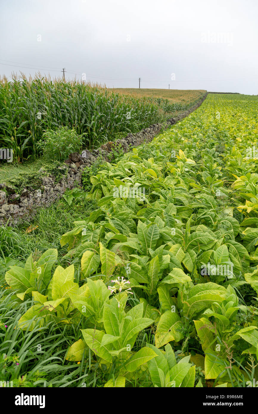 A tobacco field on the Azores island of Sao Miguel, Portugal Stock ...